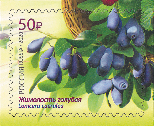 Flora of Russia. Berries