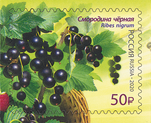 Flora of Russia. Berries