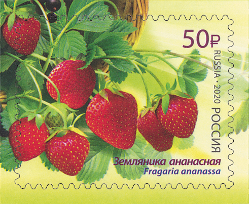 Flora of Russia. Berries